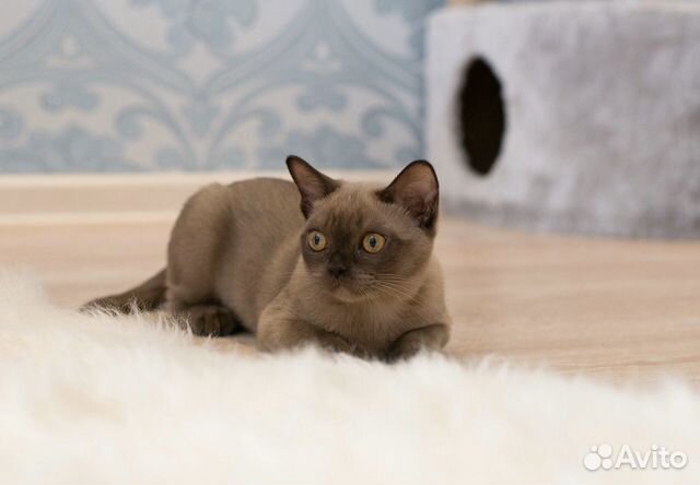 Американская Бурма