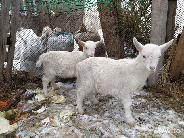 Козочки