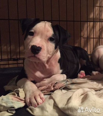 Чёрная принцесса аст