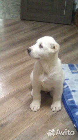 Щенок среднеазиатская овчарка (Алабай) кабель