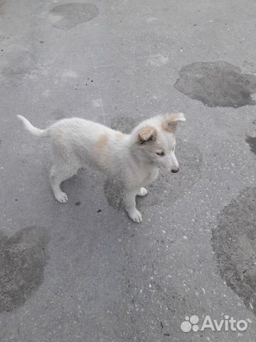 Настоящий верный друг ищет достойного хозяина