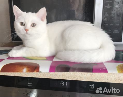Котенок-мурлыка по кличке Ластик