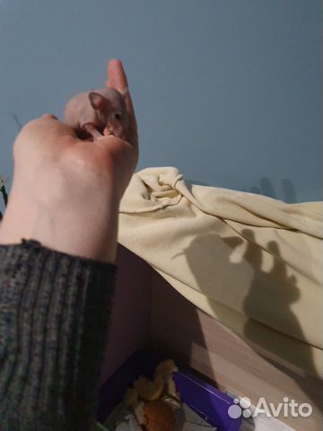 Крысы сфинкс дамбо