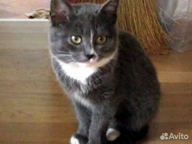 Мимишный котик ищет дом