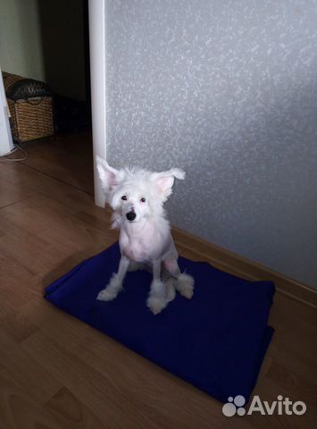 Девочка китайская хохлатая