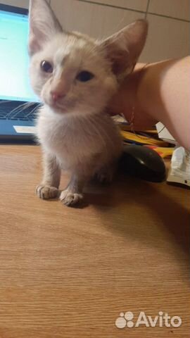 Котенок Потеряшка