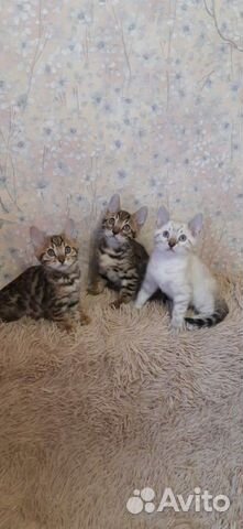 Бенгальские котята