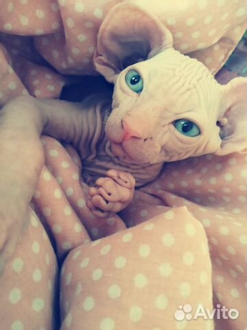 Канадский сфинкс мальчик ещё совсем малыш. Ищем не