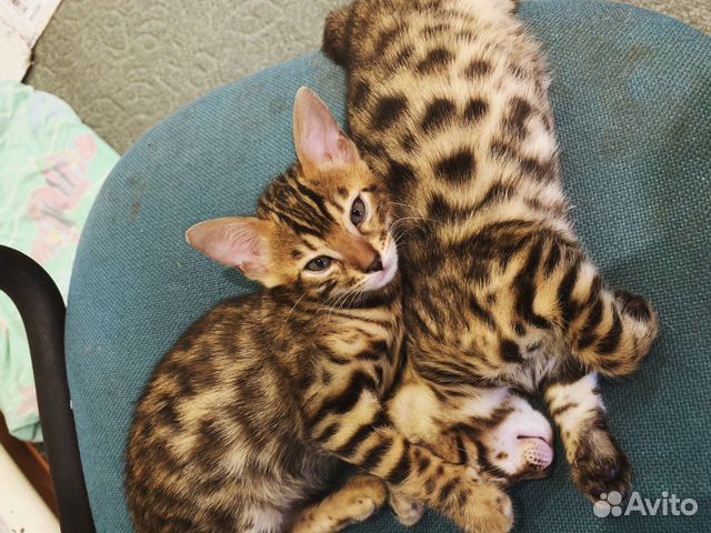 Бенгальские котята