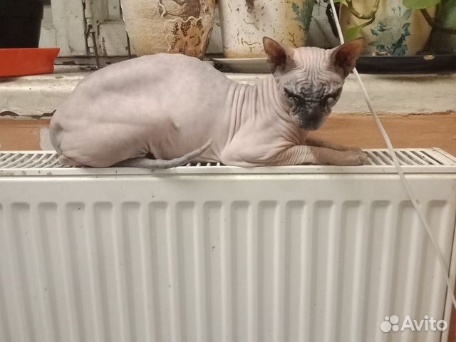 Кошка сфинкс стерилизованная