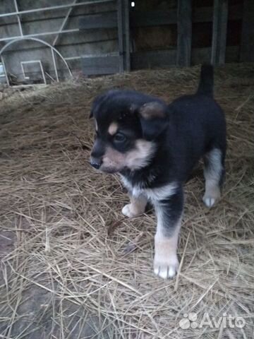 Щенков Двортерьер 5 р