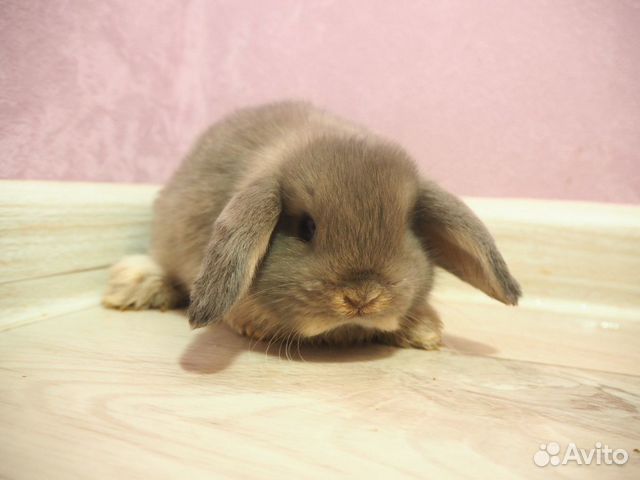 Карликовые декоративные крольчата