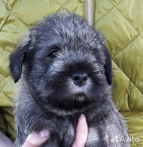 Миттельшнауцера щенки