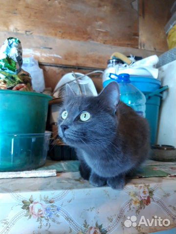 Кошка