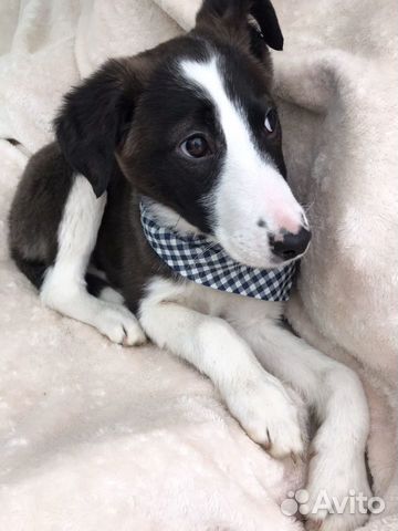 Макс ищет своего человека