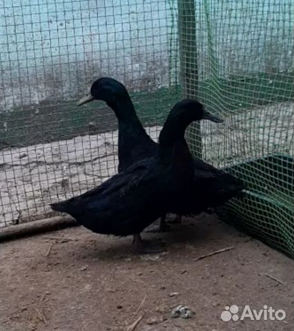 Утка Каюга пара