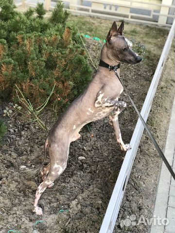 Ксолоицкуинтли. Вязка