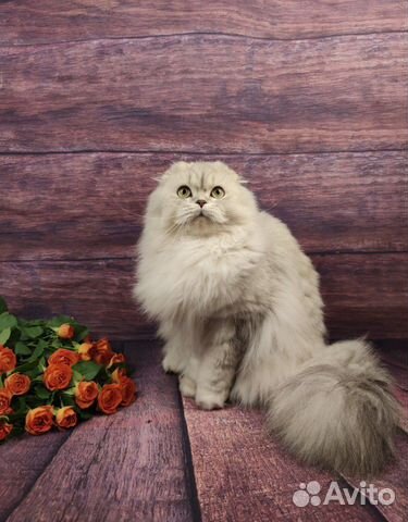 Чудесная подрощенная кошечка хайленд фолд ждёт сво