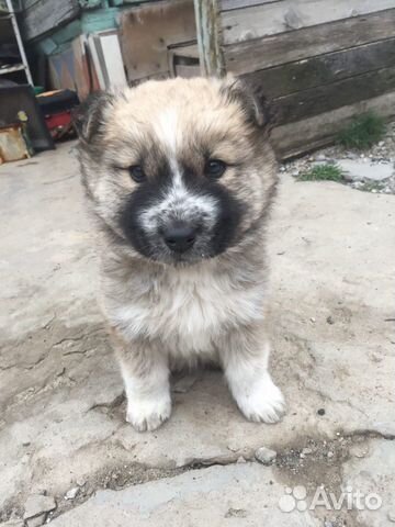 Щенок