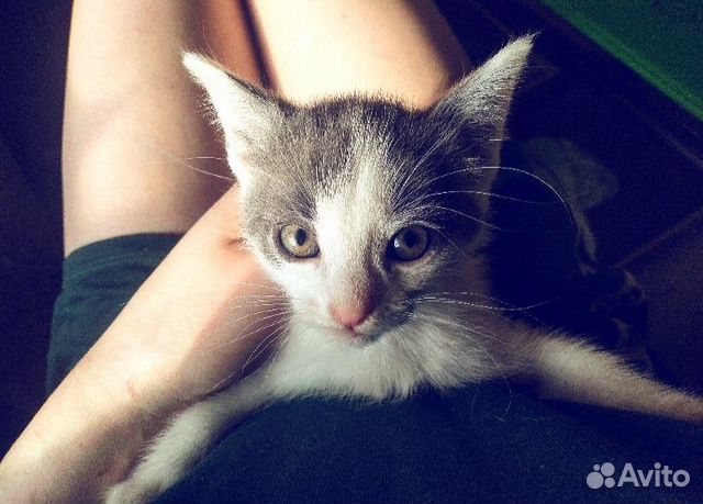 Котенок Алиса. 1 месяц. Бесплатно