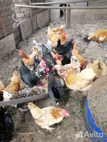 Куры карликовые