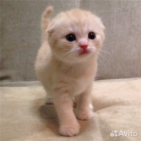 Шотландский вислоухий плюшка