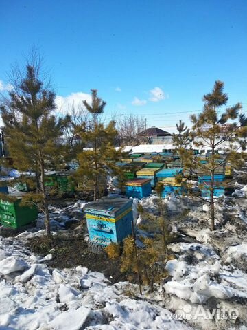 Пчелосемьи