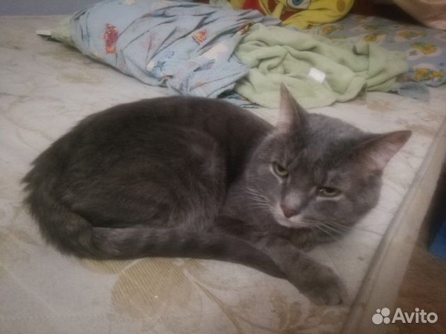 Кот бесплатно