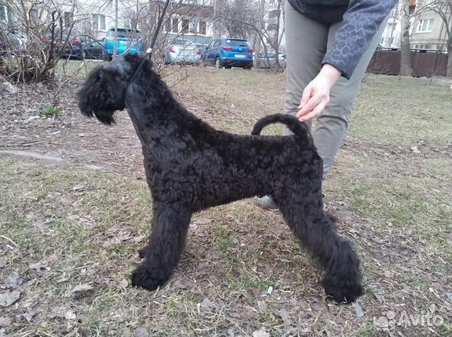 Щенки Керри блю терьера