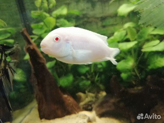 Цихлиды Белый принц