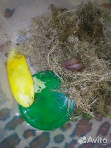 Улитка Ахатина с контейнером