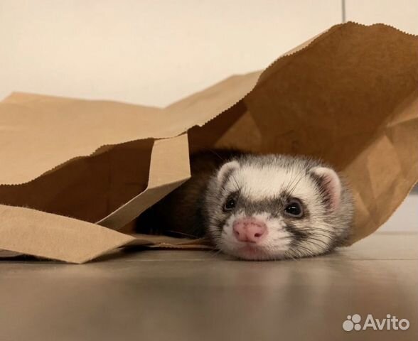 Хорек (фретка) девочка