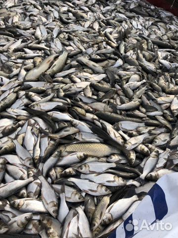 Подрощенный малек /карп, амур, толстолобик, сазан