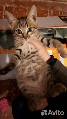 Маленький котёнок ждёт своих хозяев