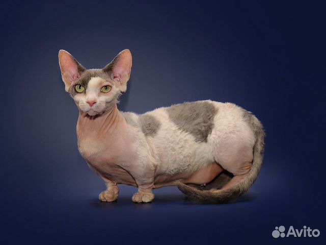 Сфинкс бамбино