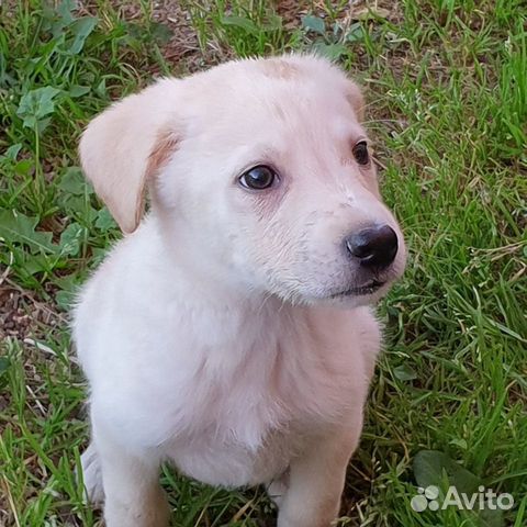 Щенок дворянин