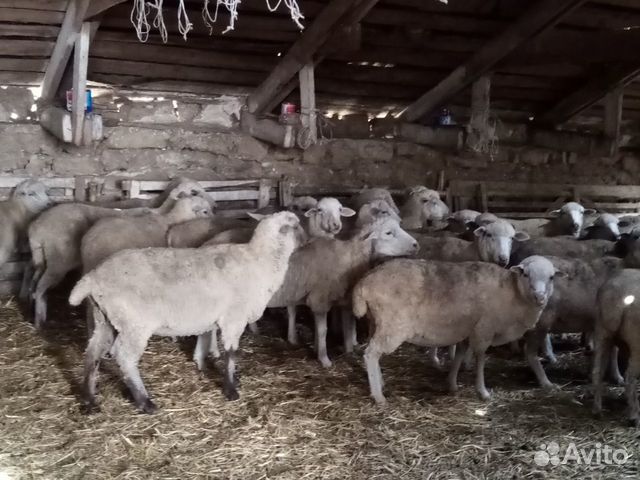 Матки, баран