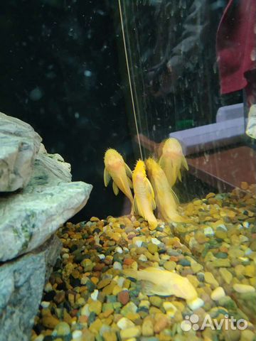 Рыбки аквариумные. сомики прилипалы