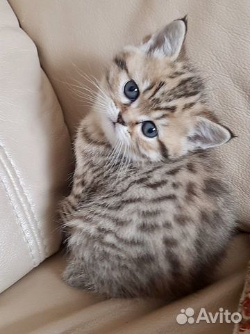 Котята Шотландские