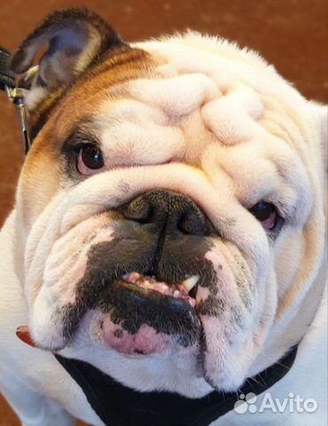 Английский бульдог Гриша в добрые руки