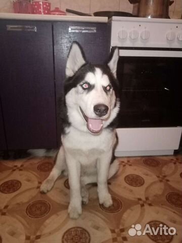 Сибирский хаски