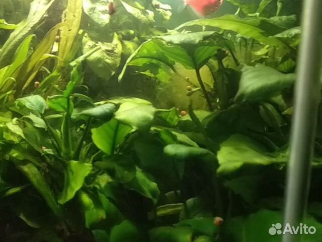 Аквариумное растение