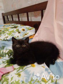 Британский черный котик