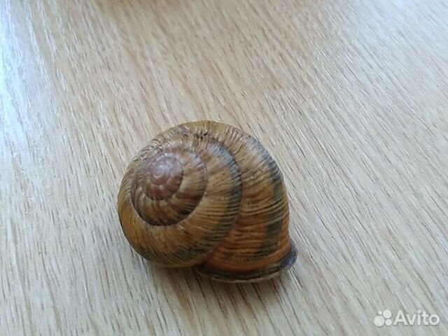 Виноградная улитка