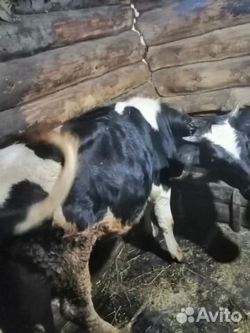 Телка на корову