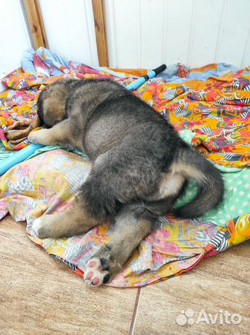 Отдам колобков