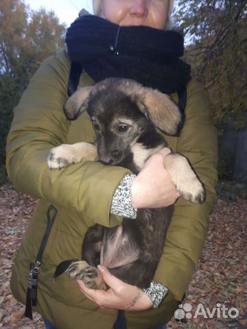 Щенок девочка мелкая с доставкой