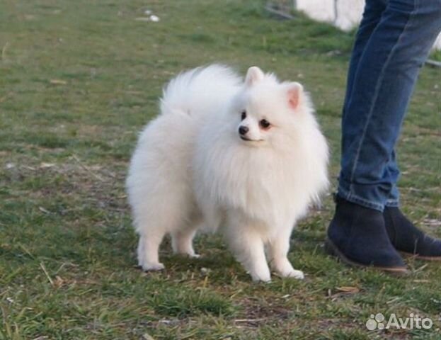 Померанский шпиц мальчик