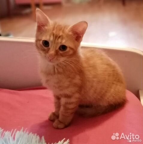 Кот чистое золото