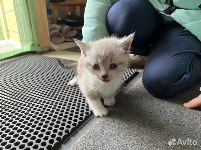 Тайские котята